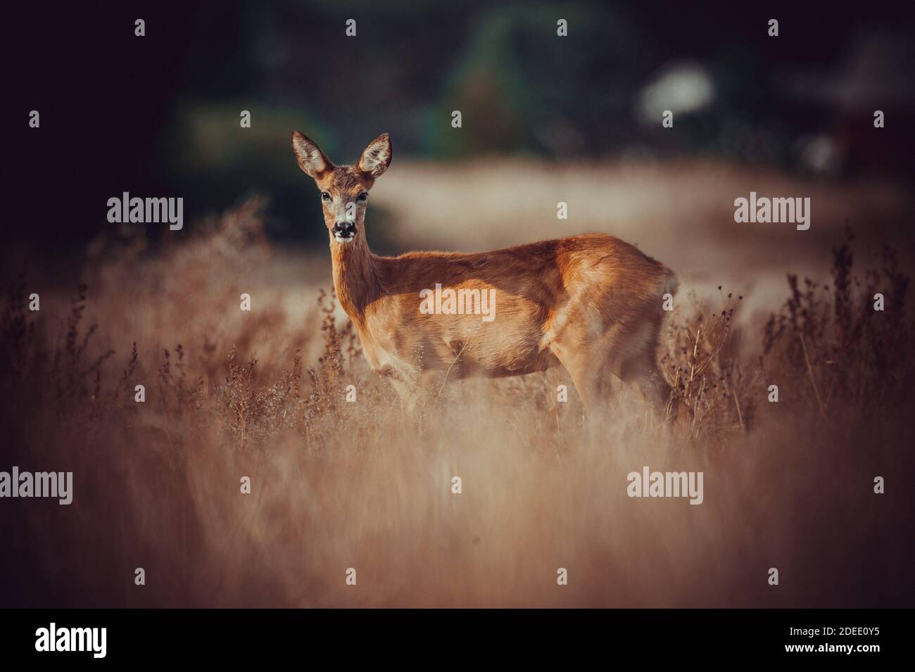 Nice deer in the wild life. before hunting began Stock Photo - Alamy