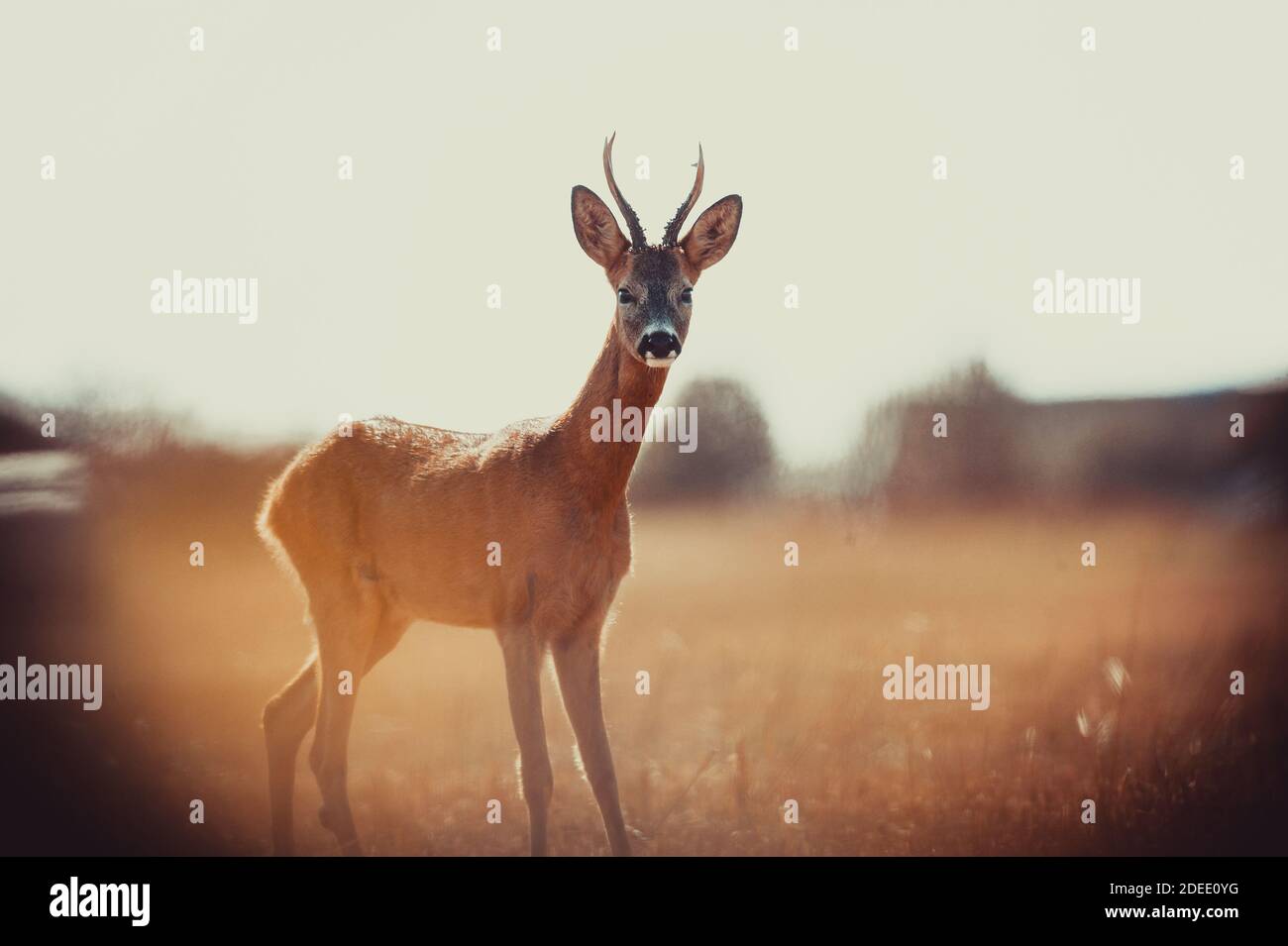 Nice deer in the wild life. before hunting began Stock Photo - Alamy