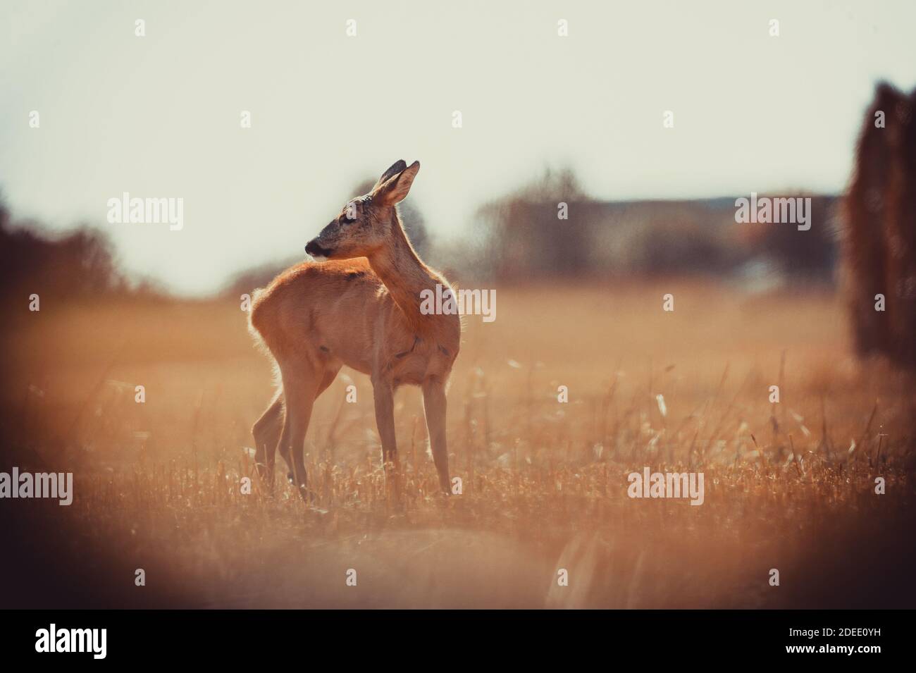 Nice deer in the wild life. before hunting began Stock Photo - Alamy