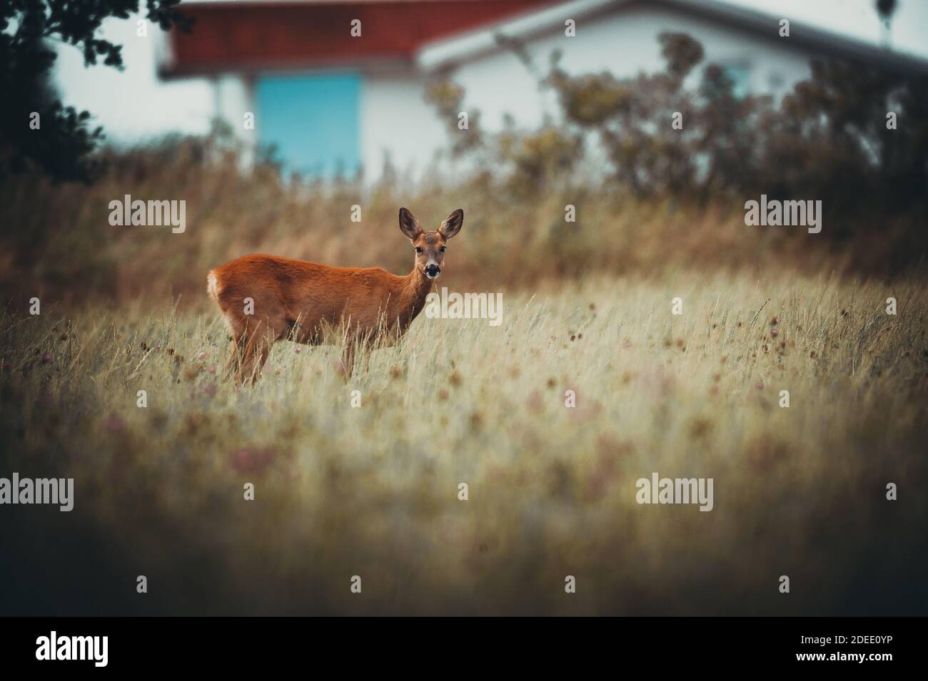 Nice deer in the wild life. before hunting began Stock Photo - Alamy