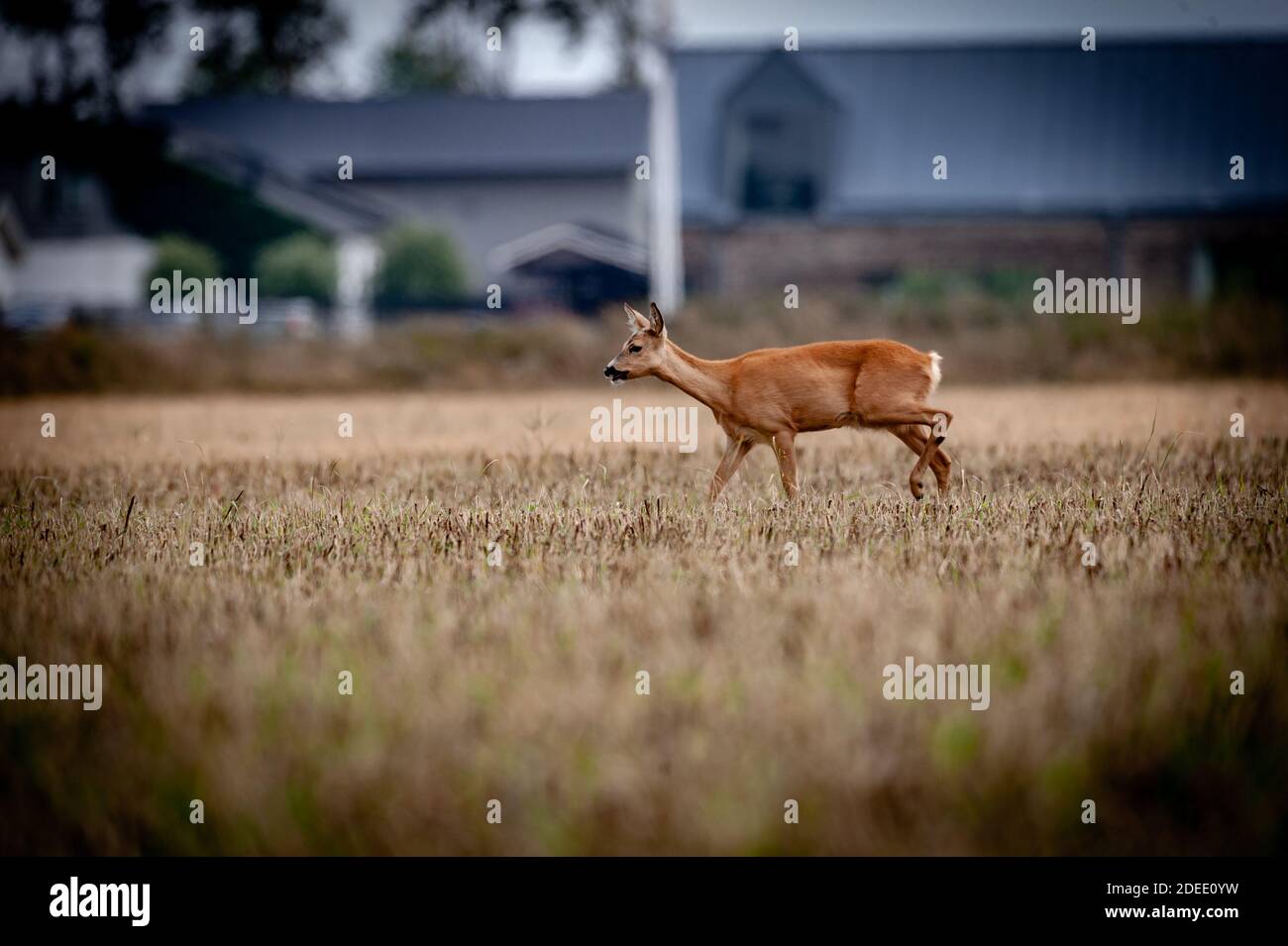 Nice deer in the wild life. before hunting began Stock Photo - Alamy