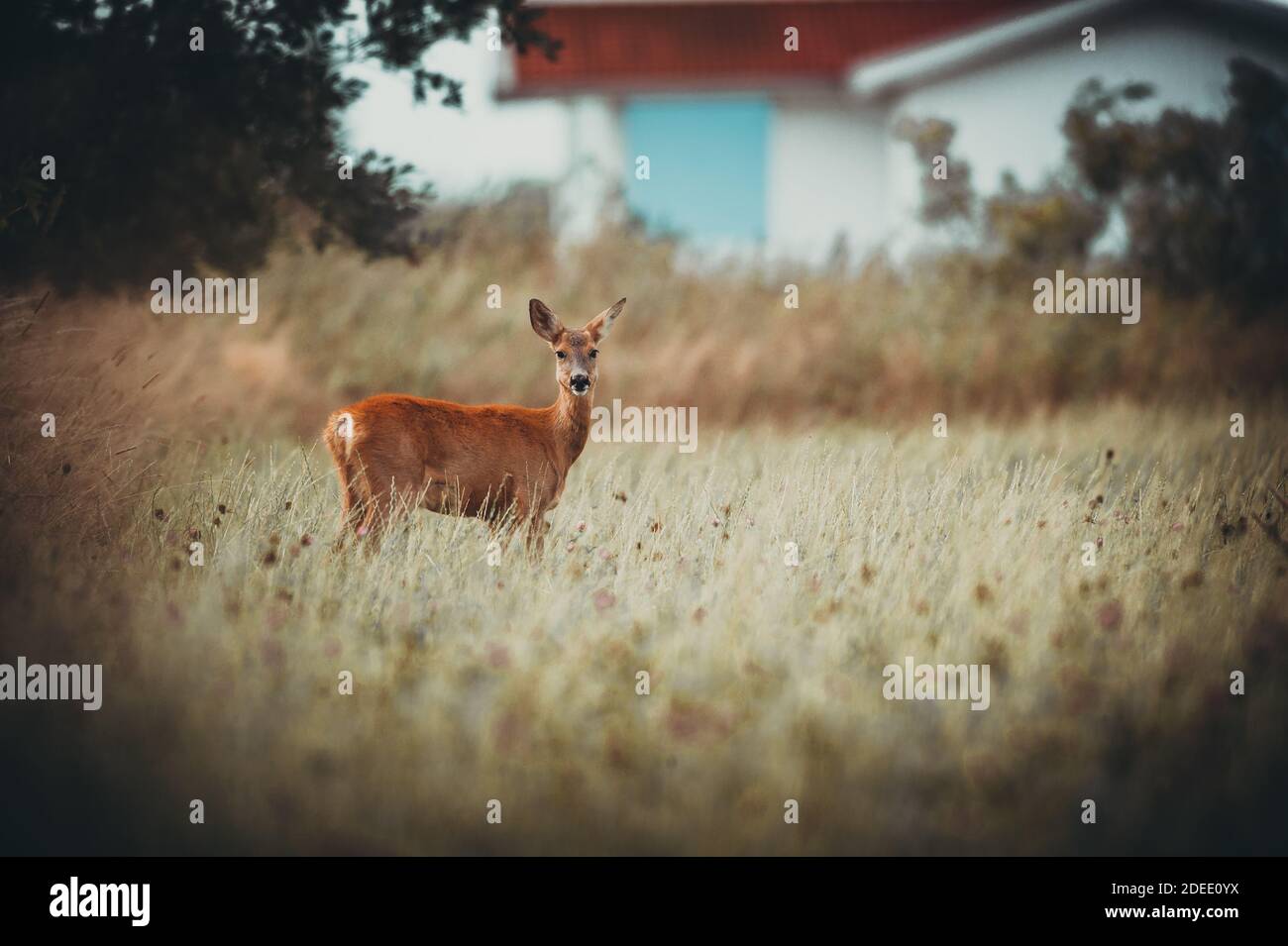 Nice deer in the wild life. before hunting began Stock Photo - Alamy