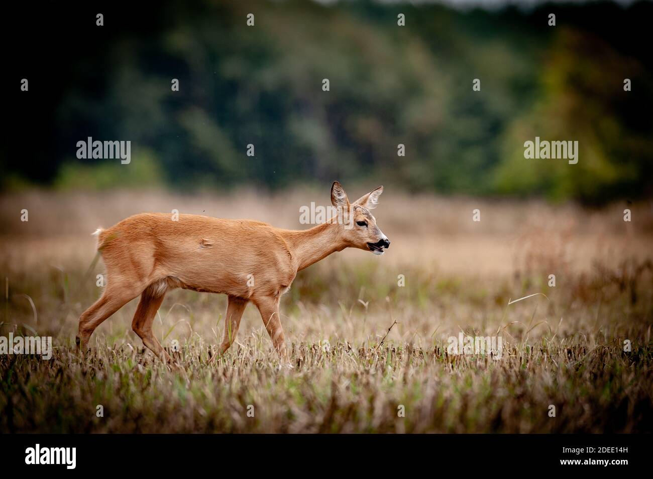 Nice deer in the wild life. before hunting began Stock Photo - Alamy