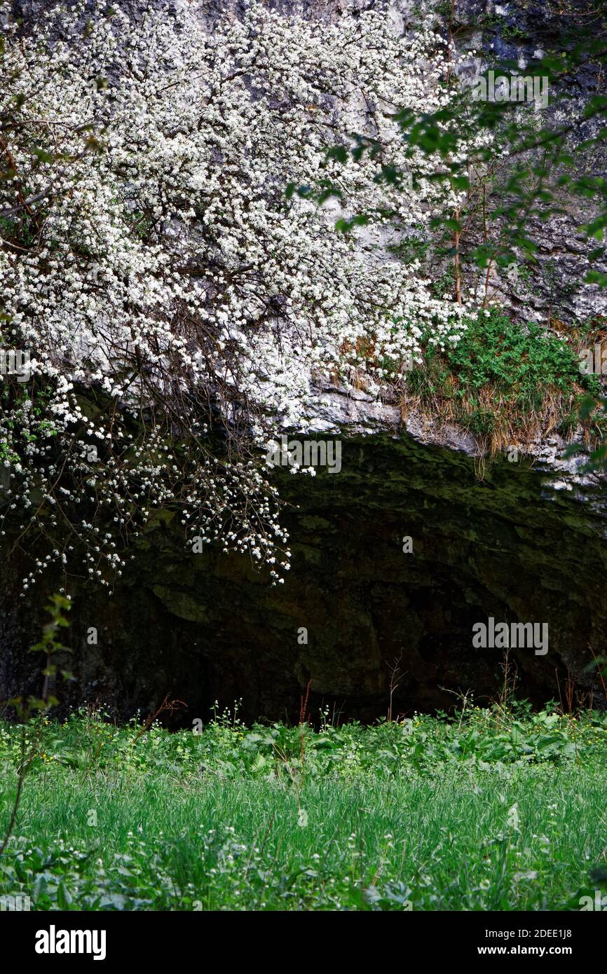 View on a white blooming cherry tree in front of an cave entrance Stock ...