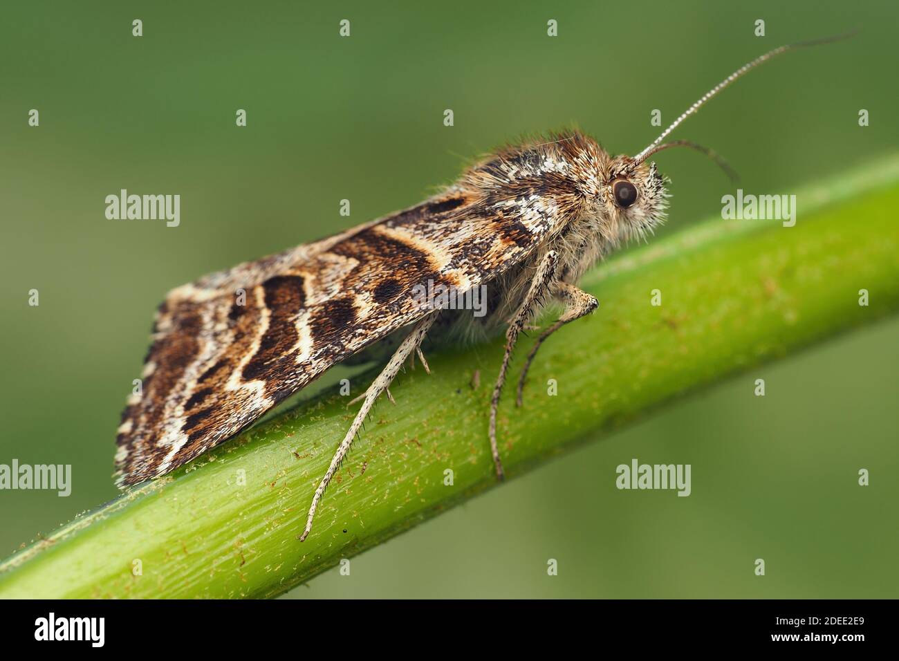 Day flying moths hi-res stock photography and images - Alamy
