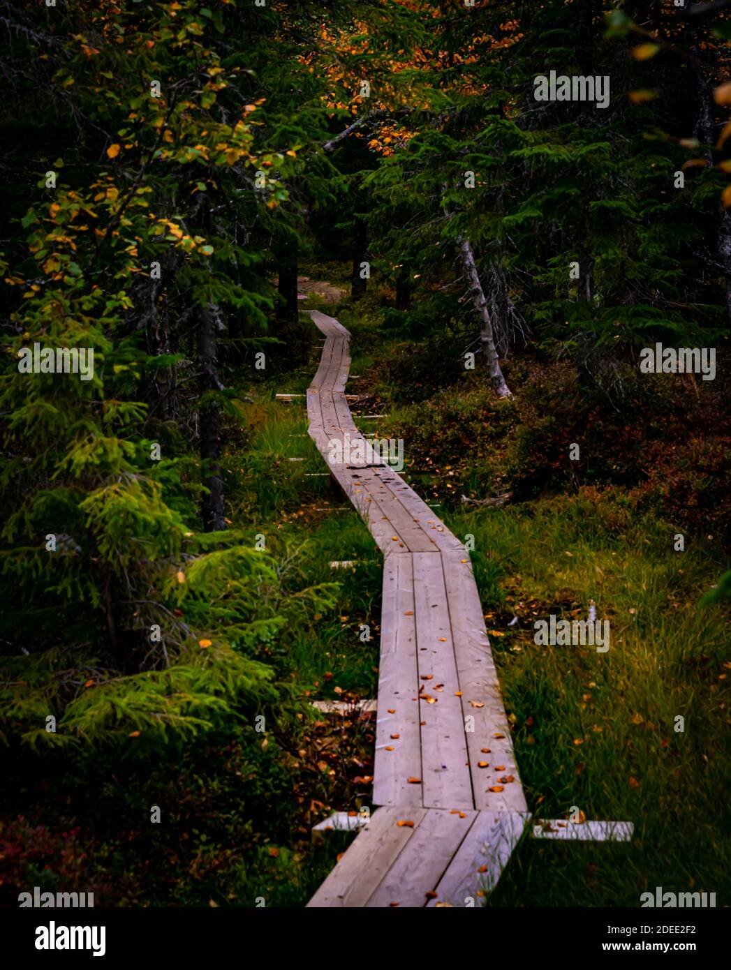 Forgotten pathway hi-res stock photography and images - Alamy