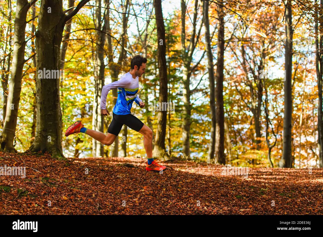 Running in the autumn forest among the dry leaves Stock Photo - Alamy