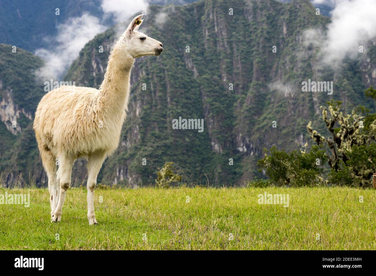 Side view of llama at Machu Picchu, Peru Stock Photo - Alamy