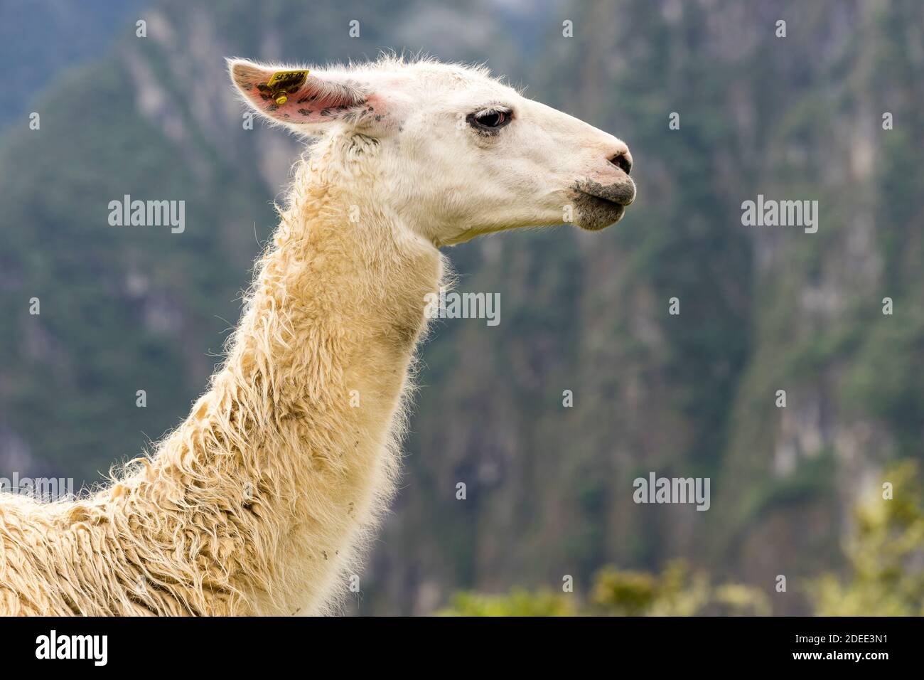 Side view of llama's head and neck, Machu Picchu, Peru Stock Photo - Alamy