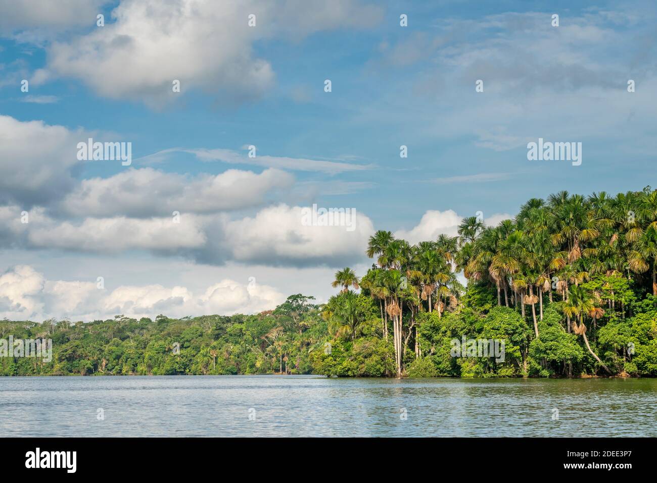 Aguaje Palm trees by Lake Sandoval, Tambopata Nature Reserve, Puerto ...