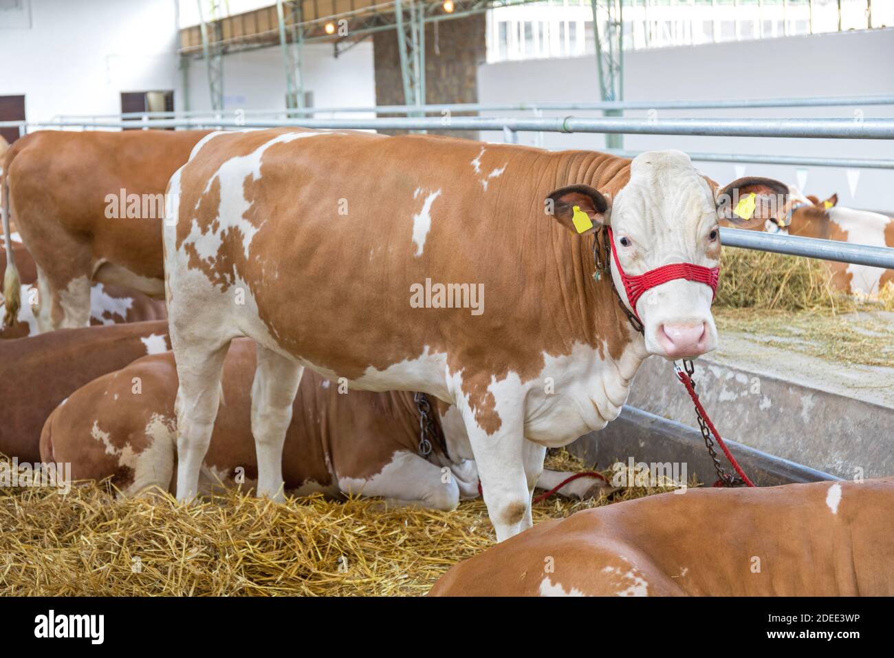 Big Brown Cows in Barn at Dairy Farm Stock Photo - Alamy