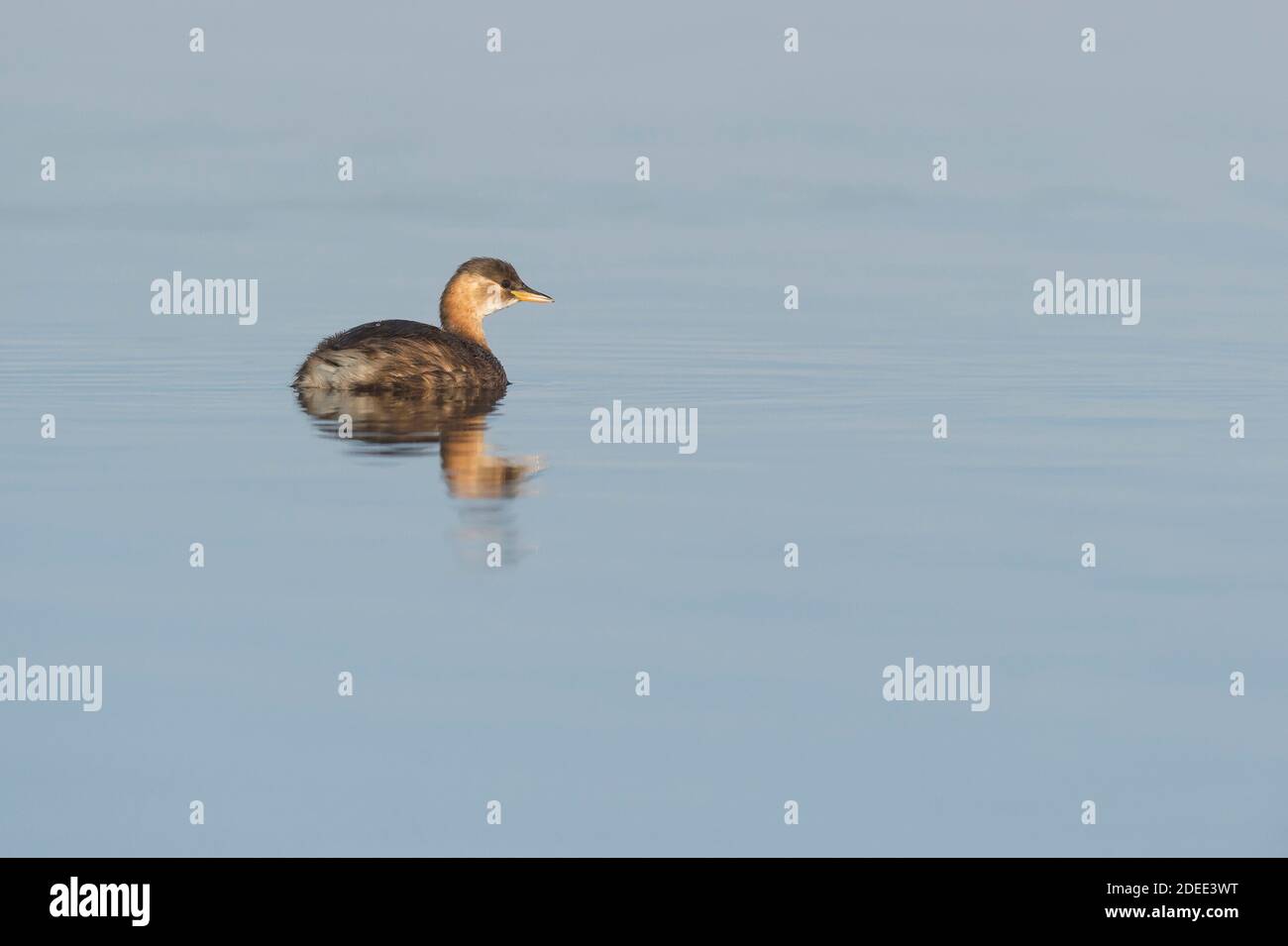 Grebe feet hi-res stock photography and images - Alamy