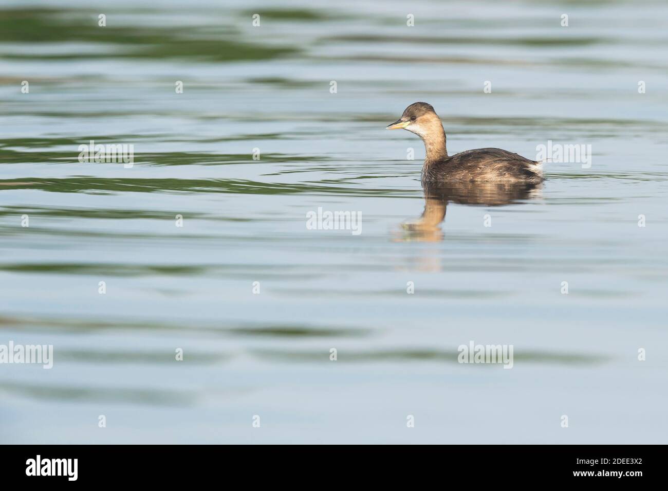 Little grebe feet hi-res stock photography and images - Alamy