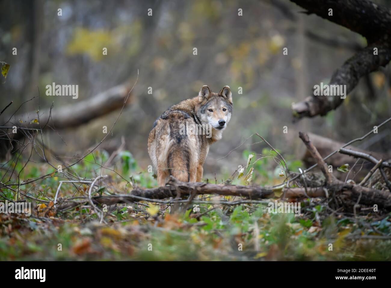 Wolf canada wild hi-res stock photography and images - Alamy