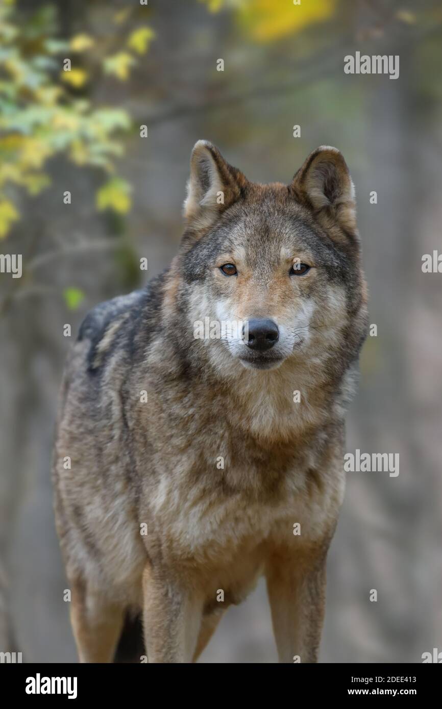 Close up portrait wolf in autumn forest background. Animal in the ...