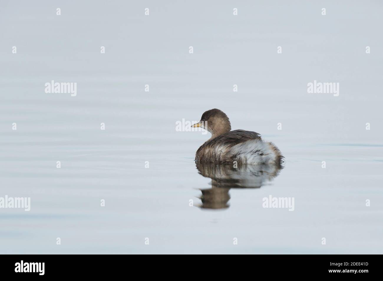 Little grebe feet hi-res stock photography and images - Alamy