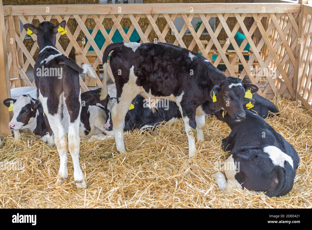 Small calf in barn hi-res stock photography and images - Alamy