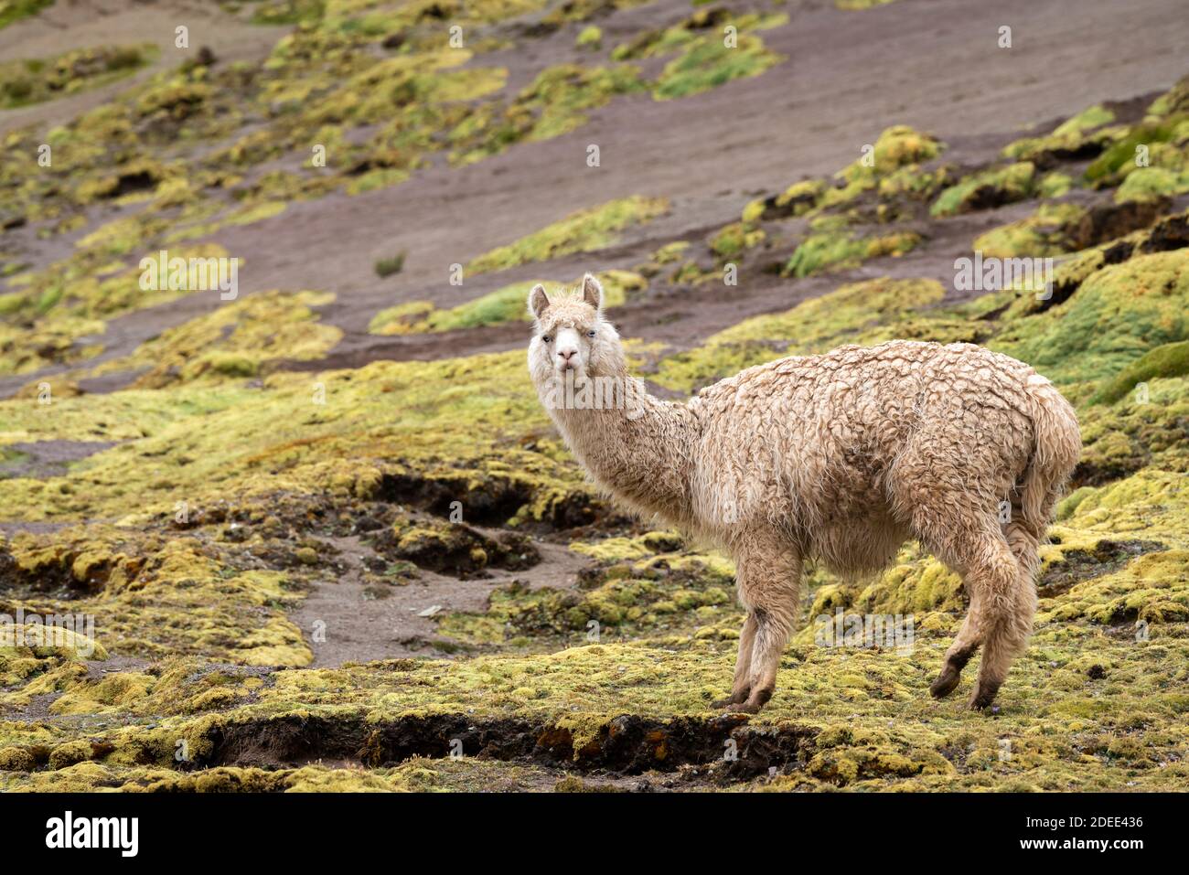 Llama, on Rainbow Mountain (Vinicunca) trail, Pitumarca, Peru Stock ...