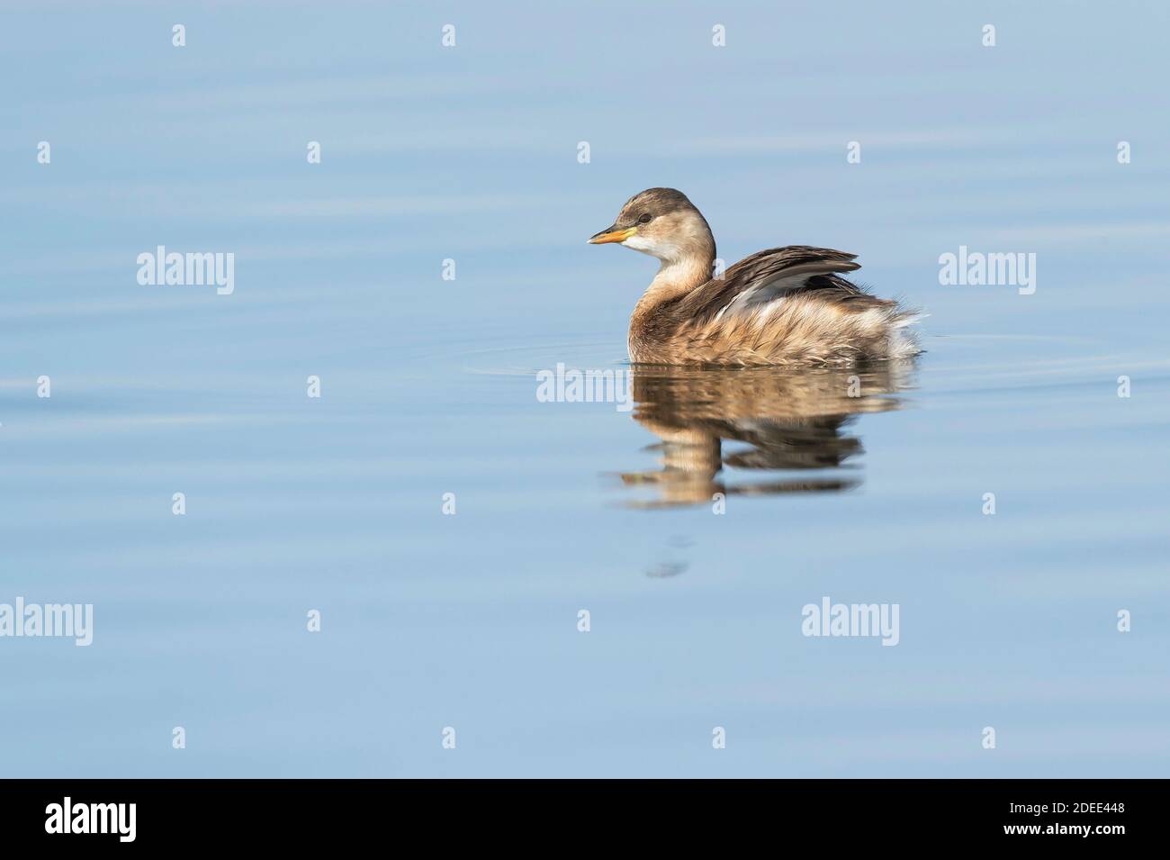 Grebe feet hi-res stock photography and images - Alamy