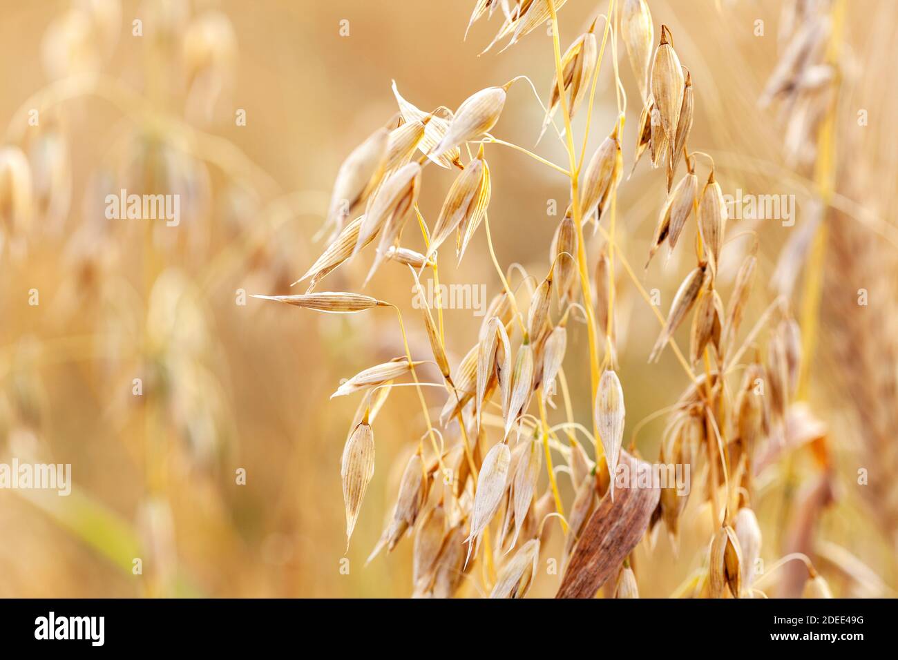 Simple oat ears, crops growing in the field, macro, fresh ripe gold oat ...
