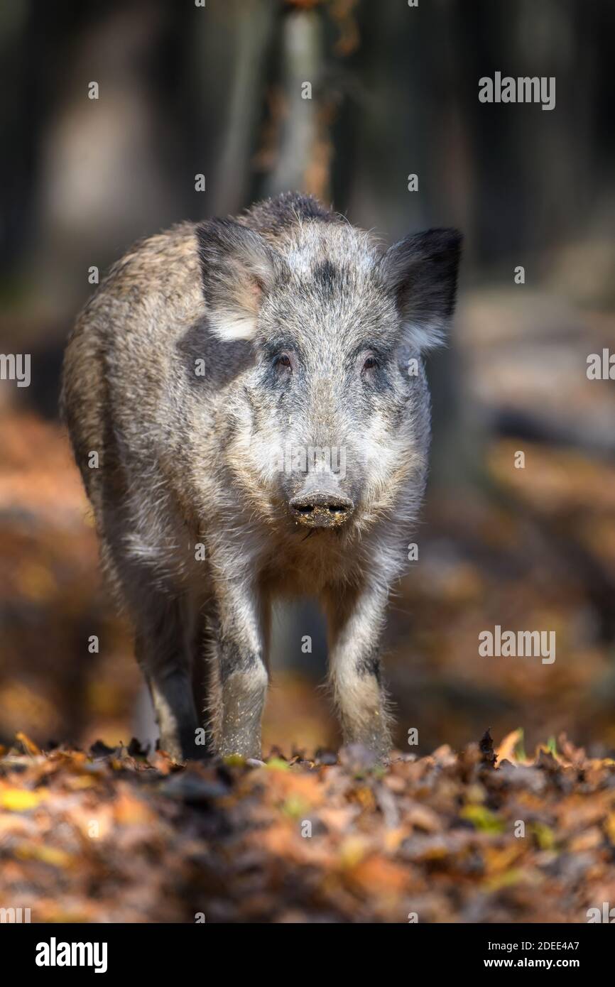 Portrait male Wild boar in autumn forest. Wildlife scene from nature ...