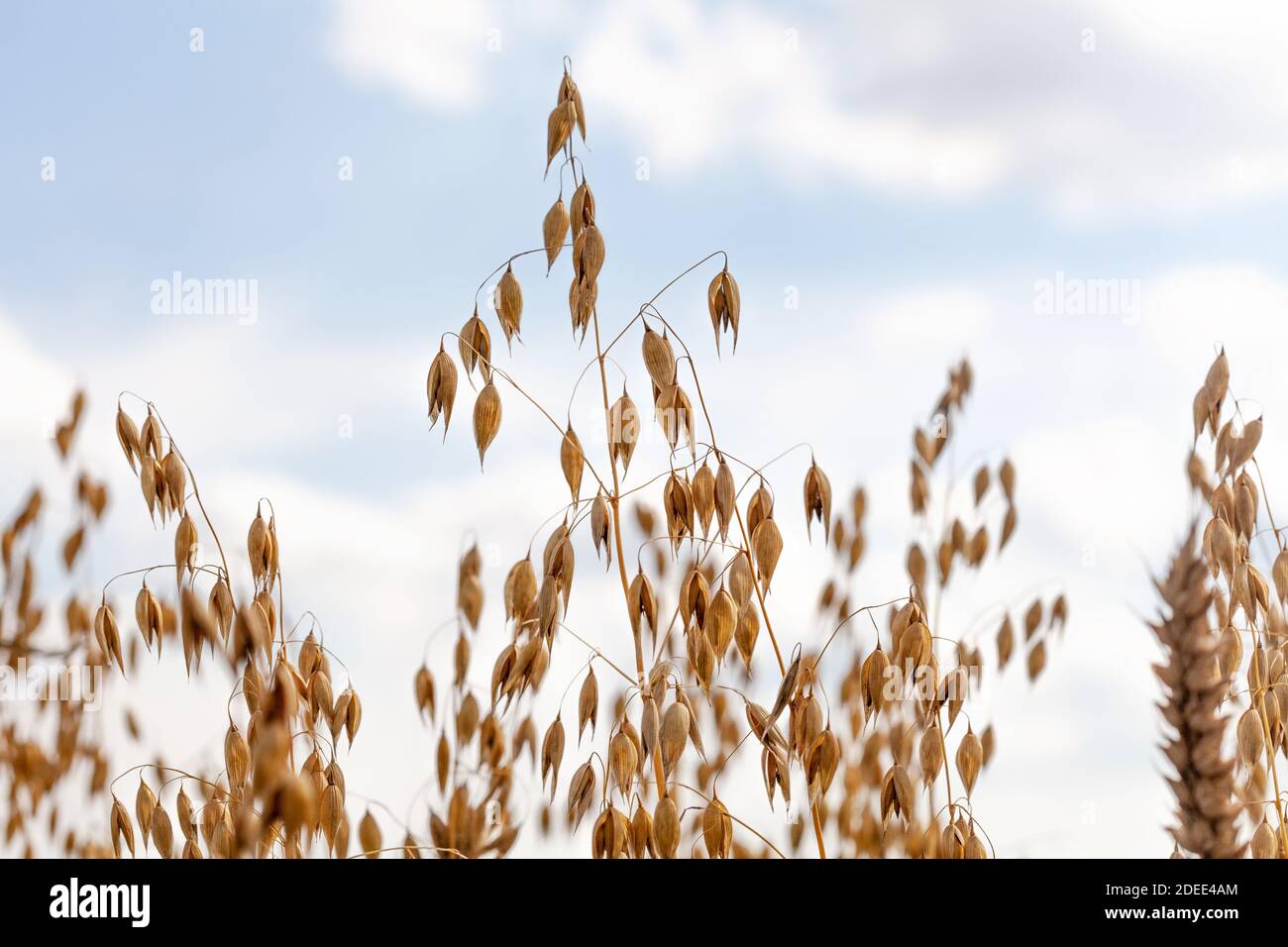 Simple fresh ripe golden oat ears on a crop field closeup, oat straws ...
