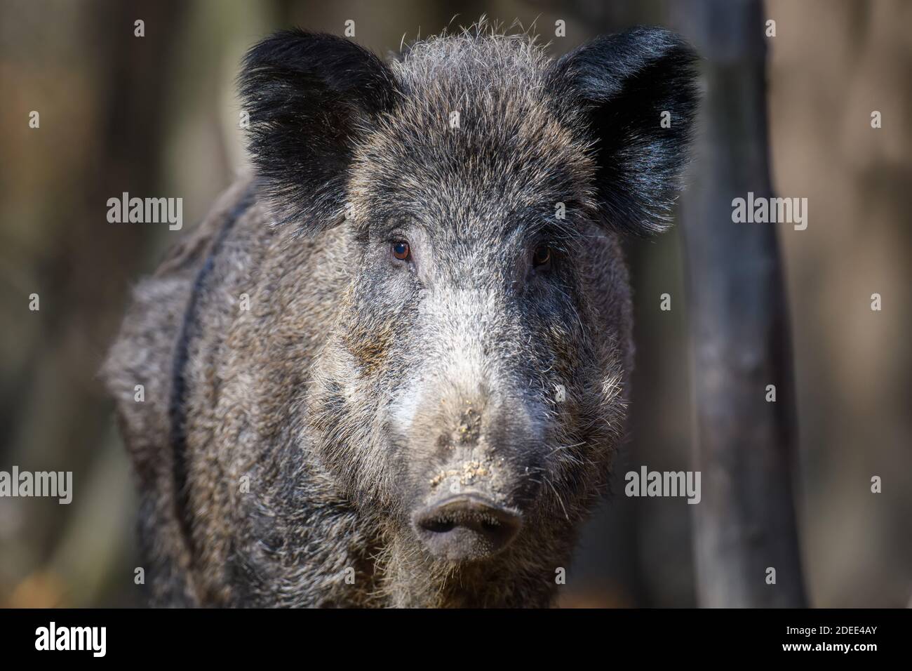 Male wild boar hi-res stock photography and images - Alamy