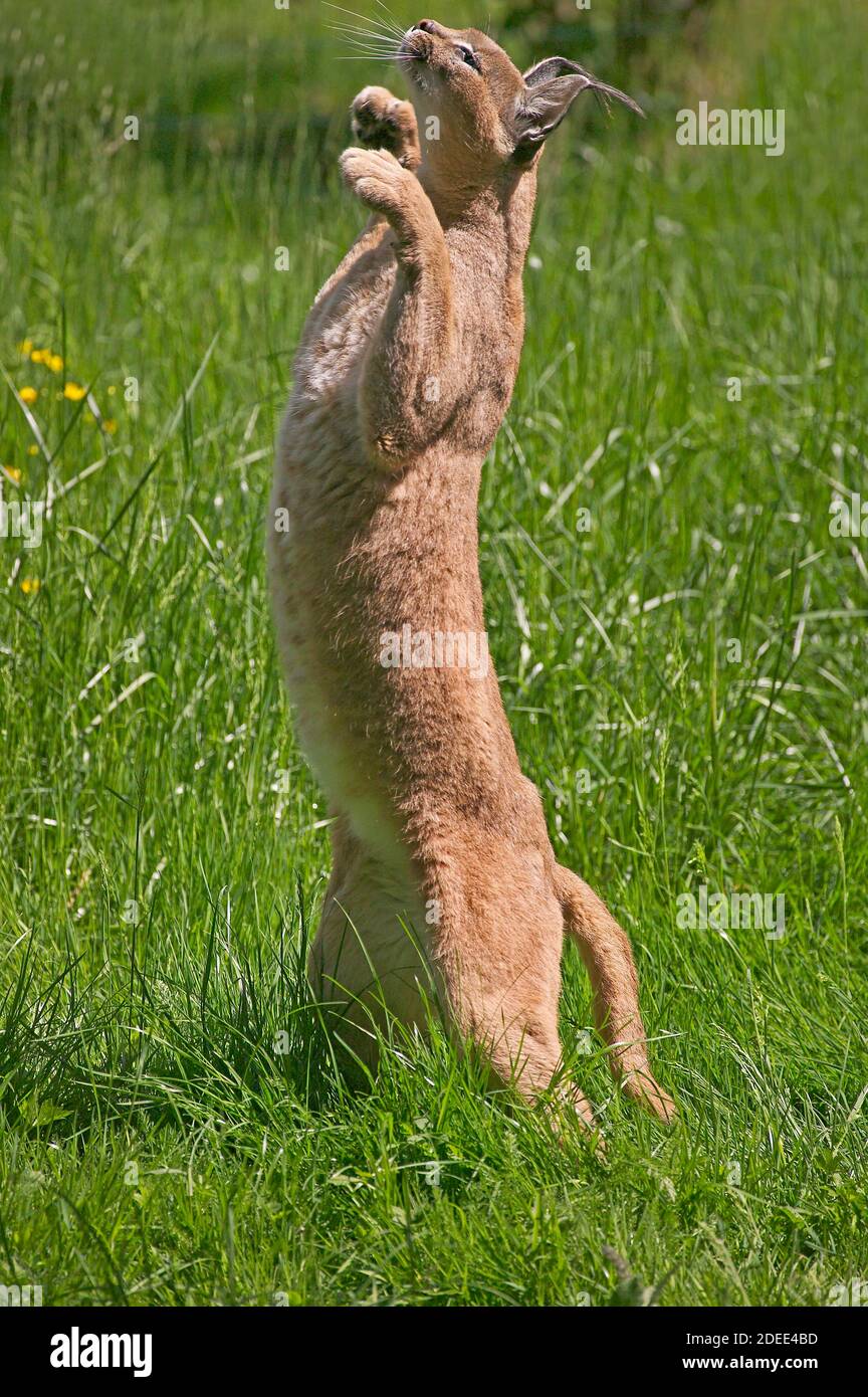Caracal, caracal caracal, Adult hunting Bird, standing on Hind Legs ...