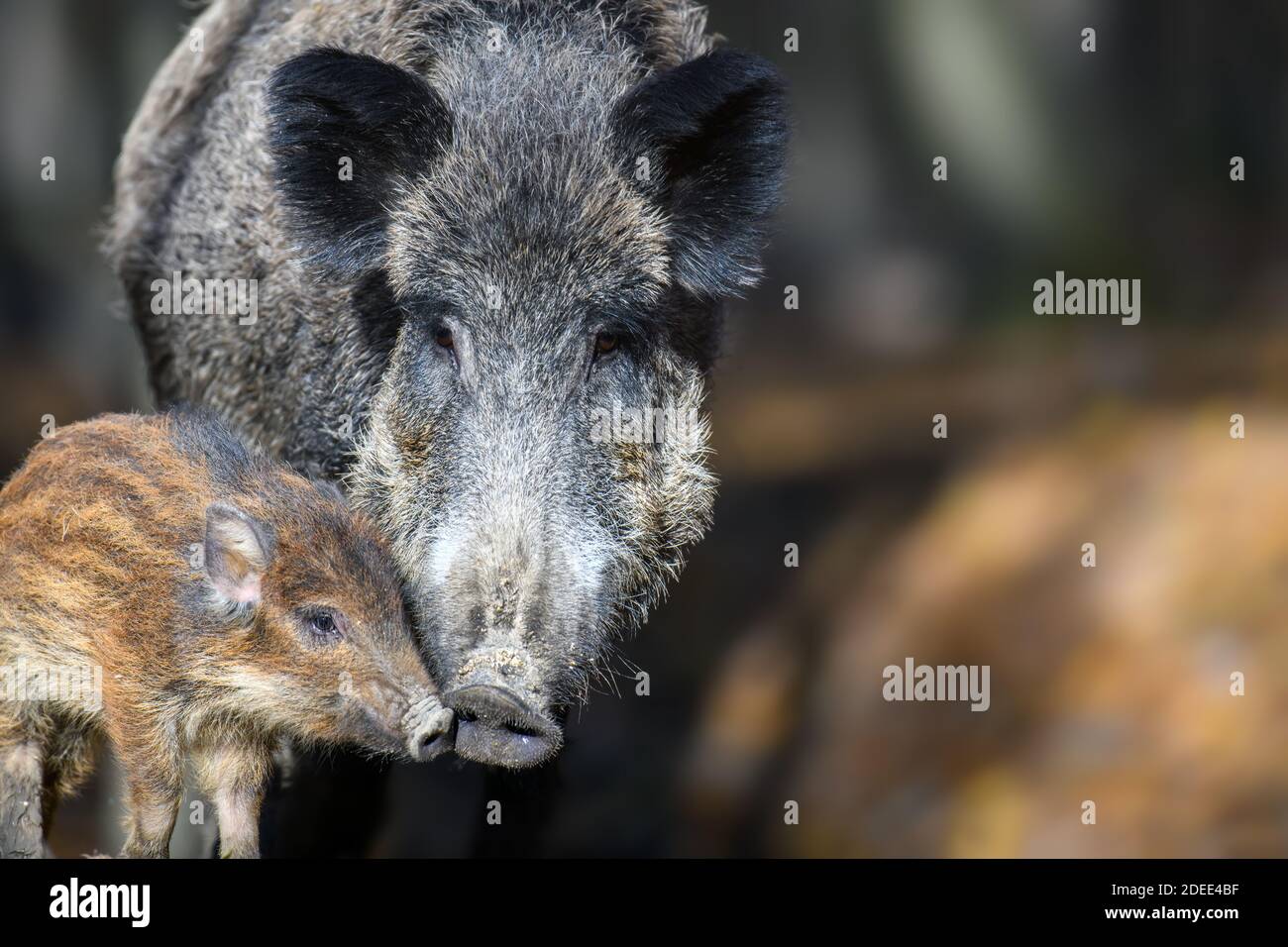 Cute swine sus scrofa family in dark forest. Wild boar mother and baby ...