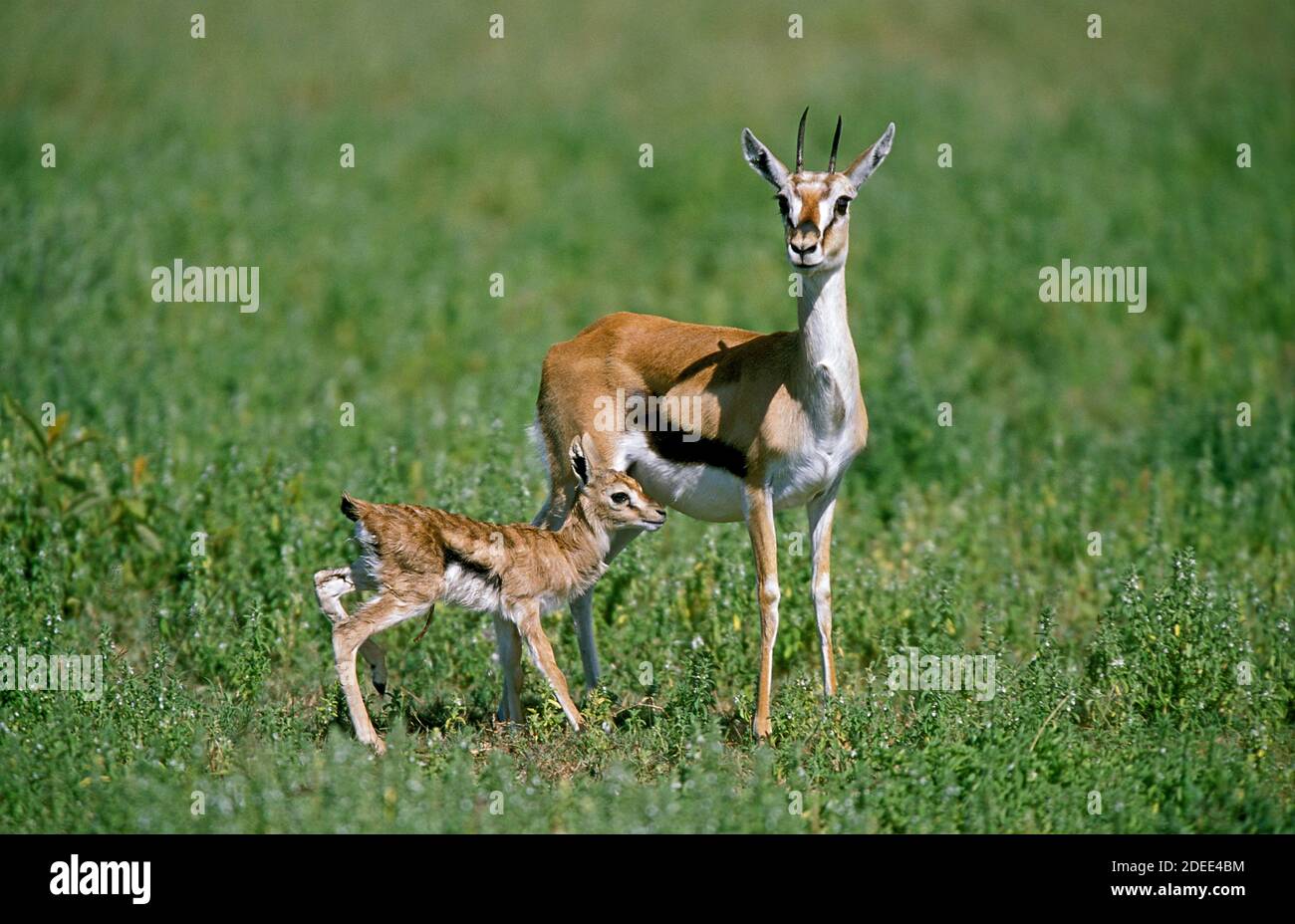 Thomson's Gazelle, gazella thomsoni, Female with Newborn Fawn, Masai ...