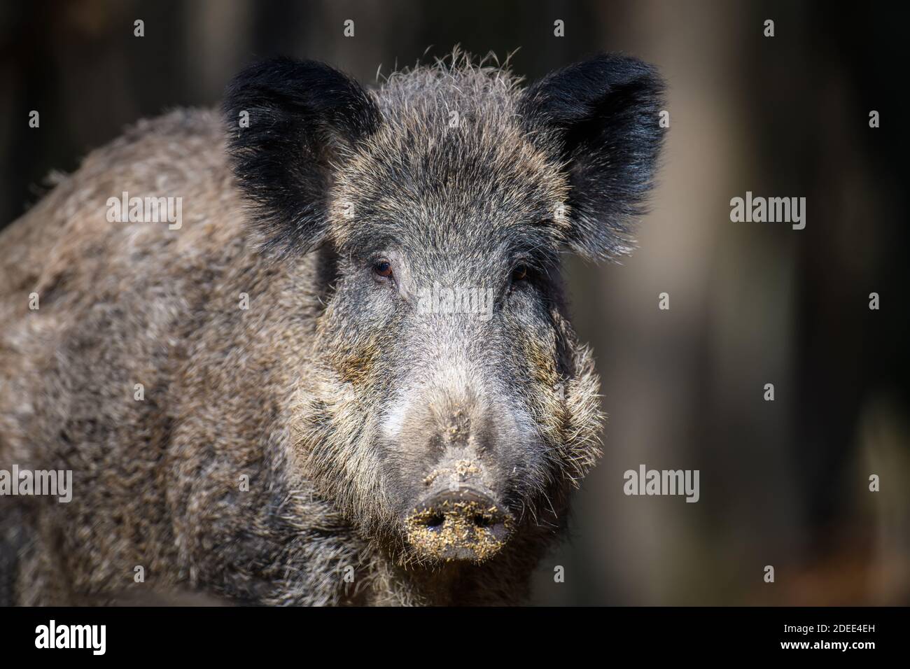 Portrait male Wild boar in autumn forest. Wildlife scene from nature ...