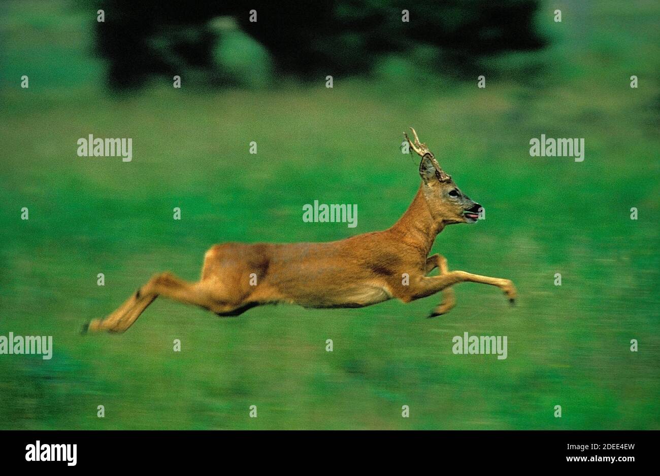 Roe Deer, capreolus capreolus, Adult running Stock Photo - Alamy