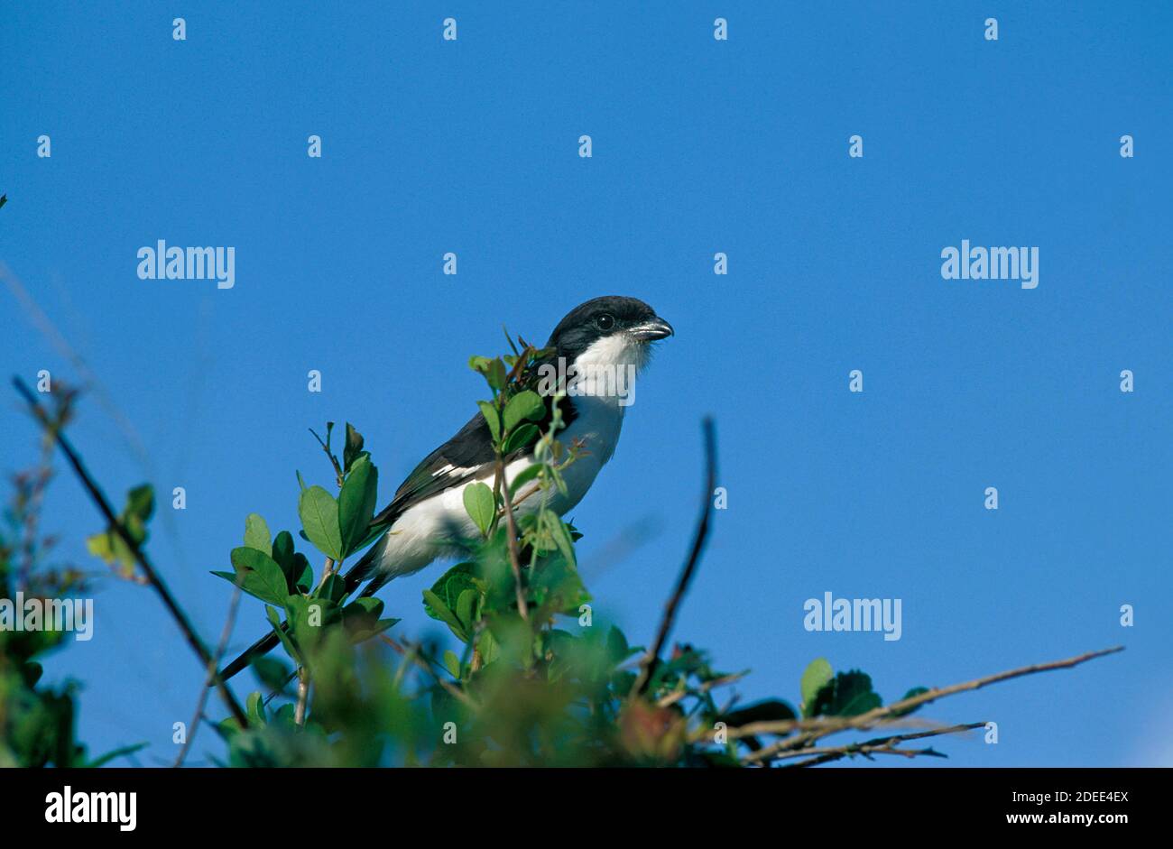 Long Tailed Fiscal Shrike, lanius cabanisi, Adult standing on Bush ...
