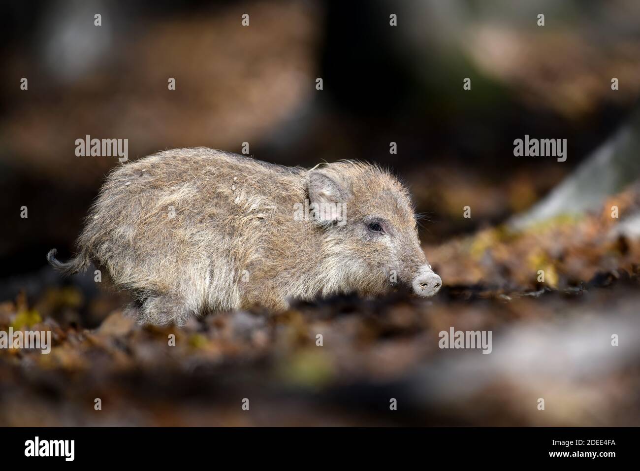 Baby wild boar hi-res stock photography and images - Alamy