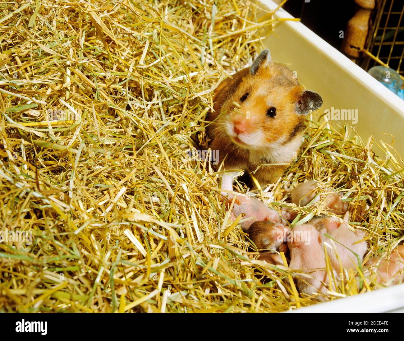 Golden Hamster, mesocricetus auratus, Female with Youngs Stock Photo ...