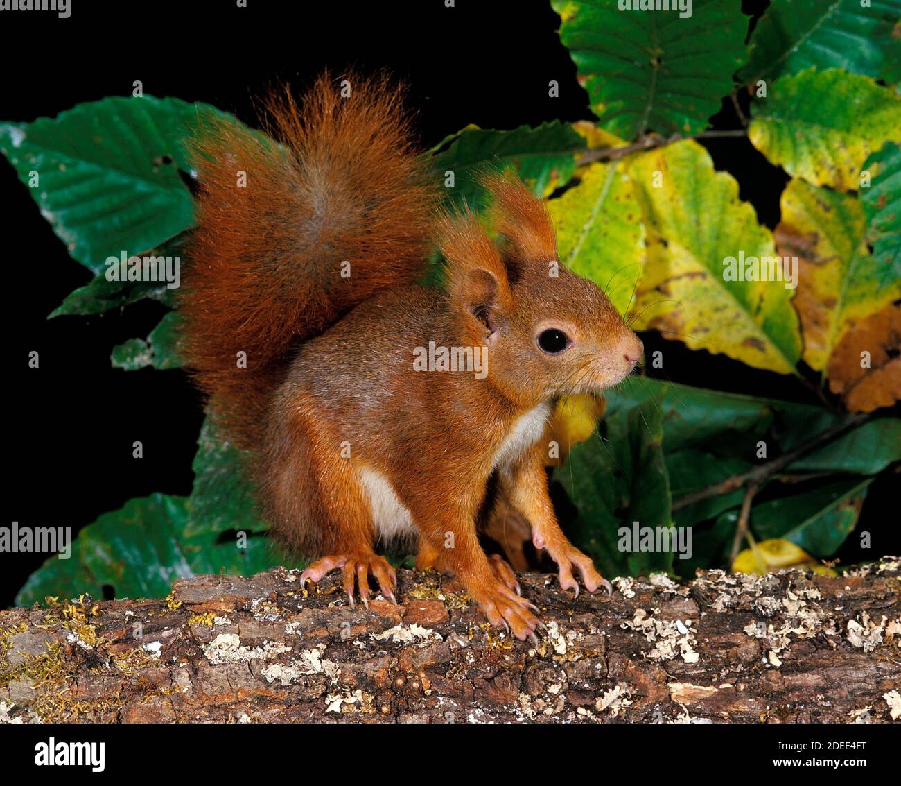 Red Squirrel, sciurus vulgaris, Female standing on Branch Stock Photo ...
