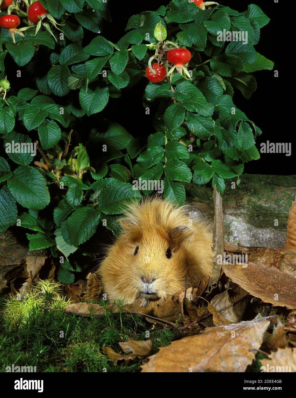 Guinea Pig, cavia porcellus, Adult Stock Photo - Alamy