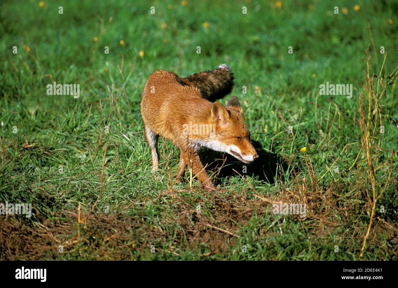 Red Fox, vulpes vulpes, Adult standing on Grass, Normandy Stock Photo - Alamy