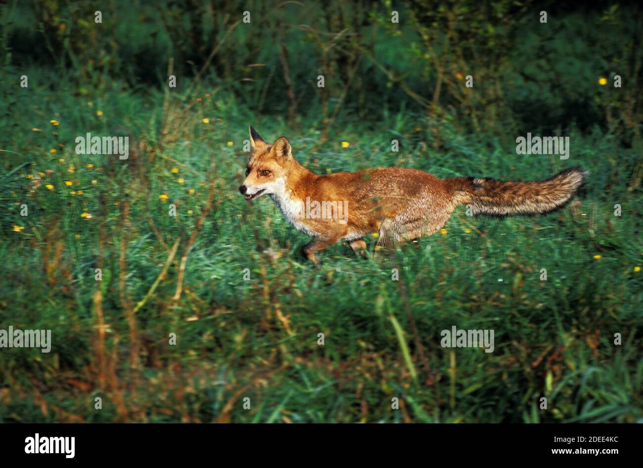 Red Fox, vulpes vulpes, Adult running through Meadow, Normandy Stock Photo - Alamy
