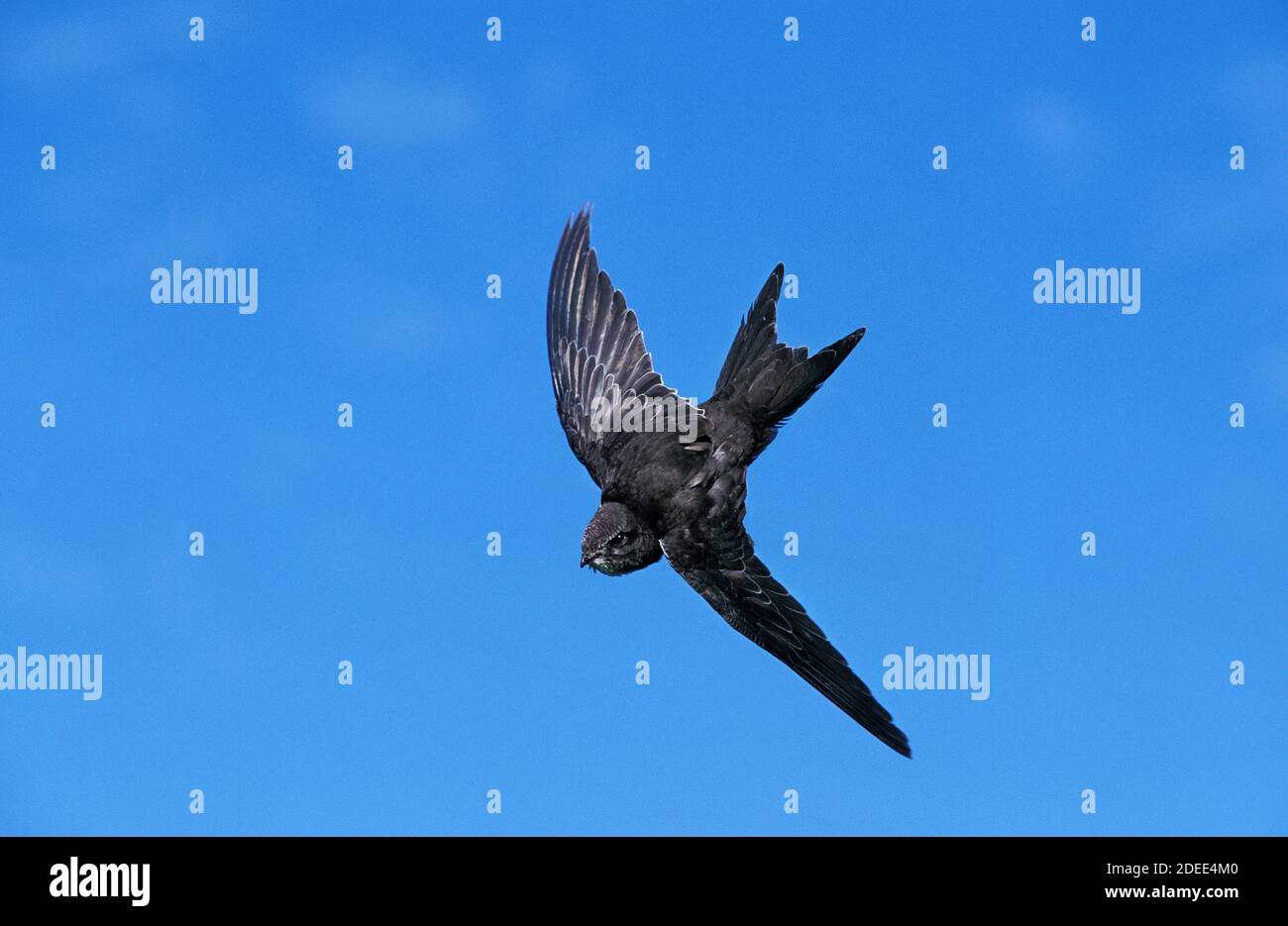 Common Swift, apus apus, Adult in Flight against Blue Sky Stock Photo ...