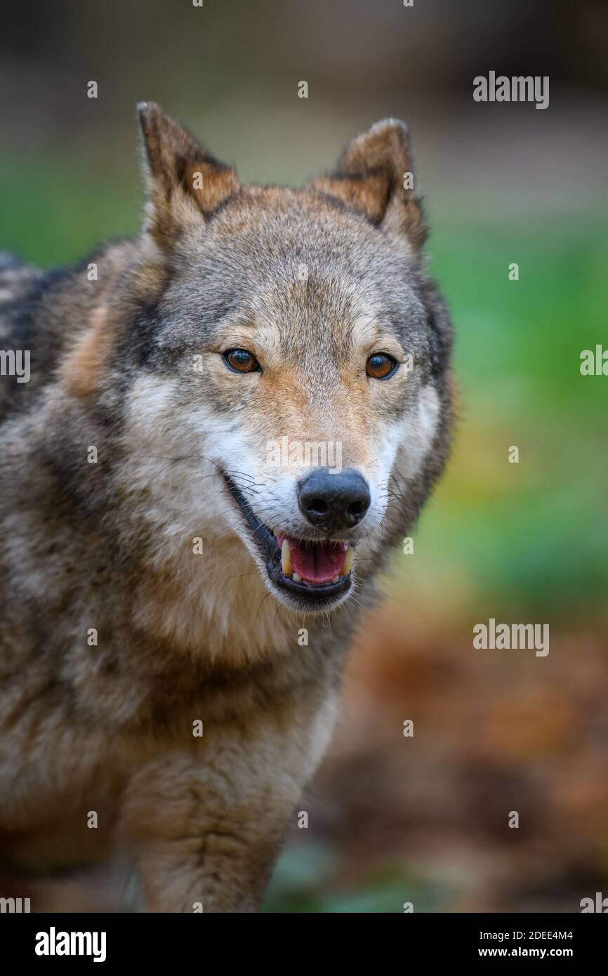 Close up portrait wolf in autumn forest background. Animal in the ...