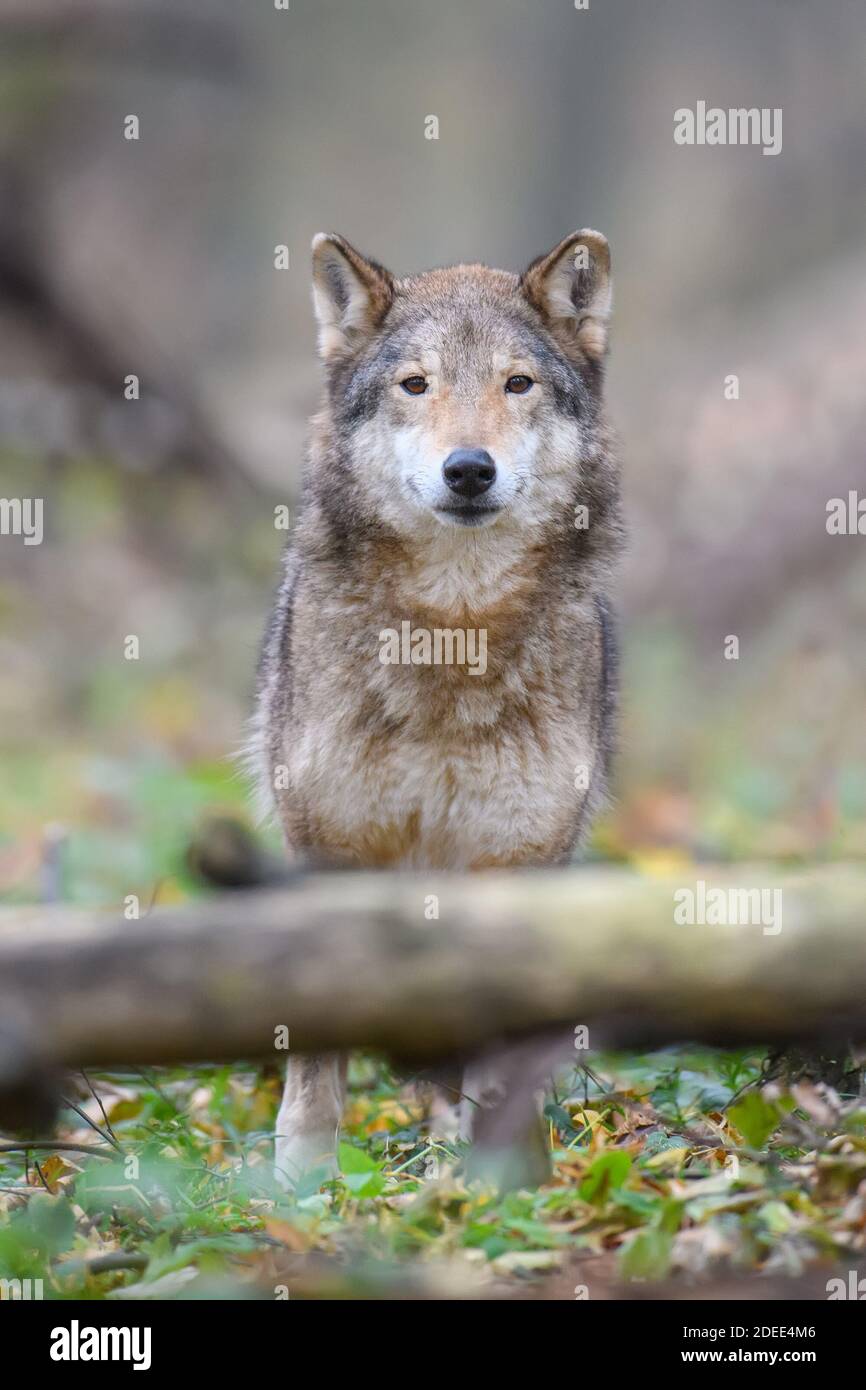 Close up wolf in autumn forest background. Animal in the nature habitat ...