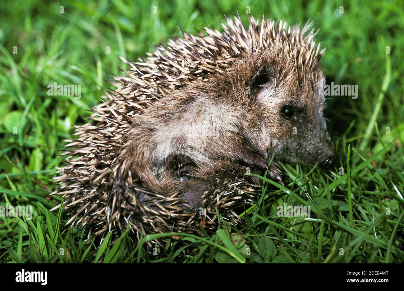 European Hedgehog, erinaceus europaeus, Adult standing on Grass Stock ...