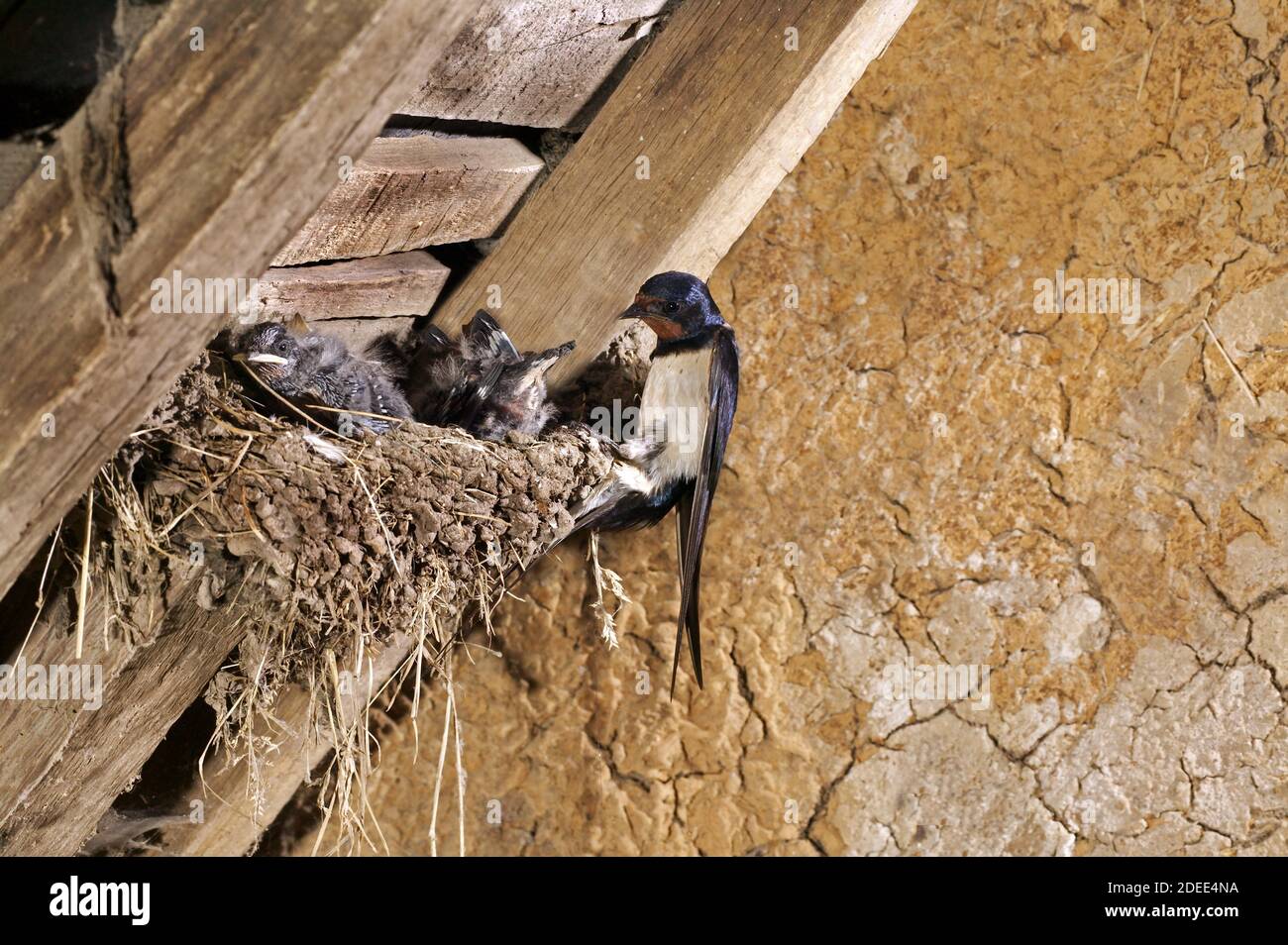 Barn Swallow, hirundo rustica, Adult Feeding Chicks at Nest, Normandy ...