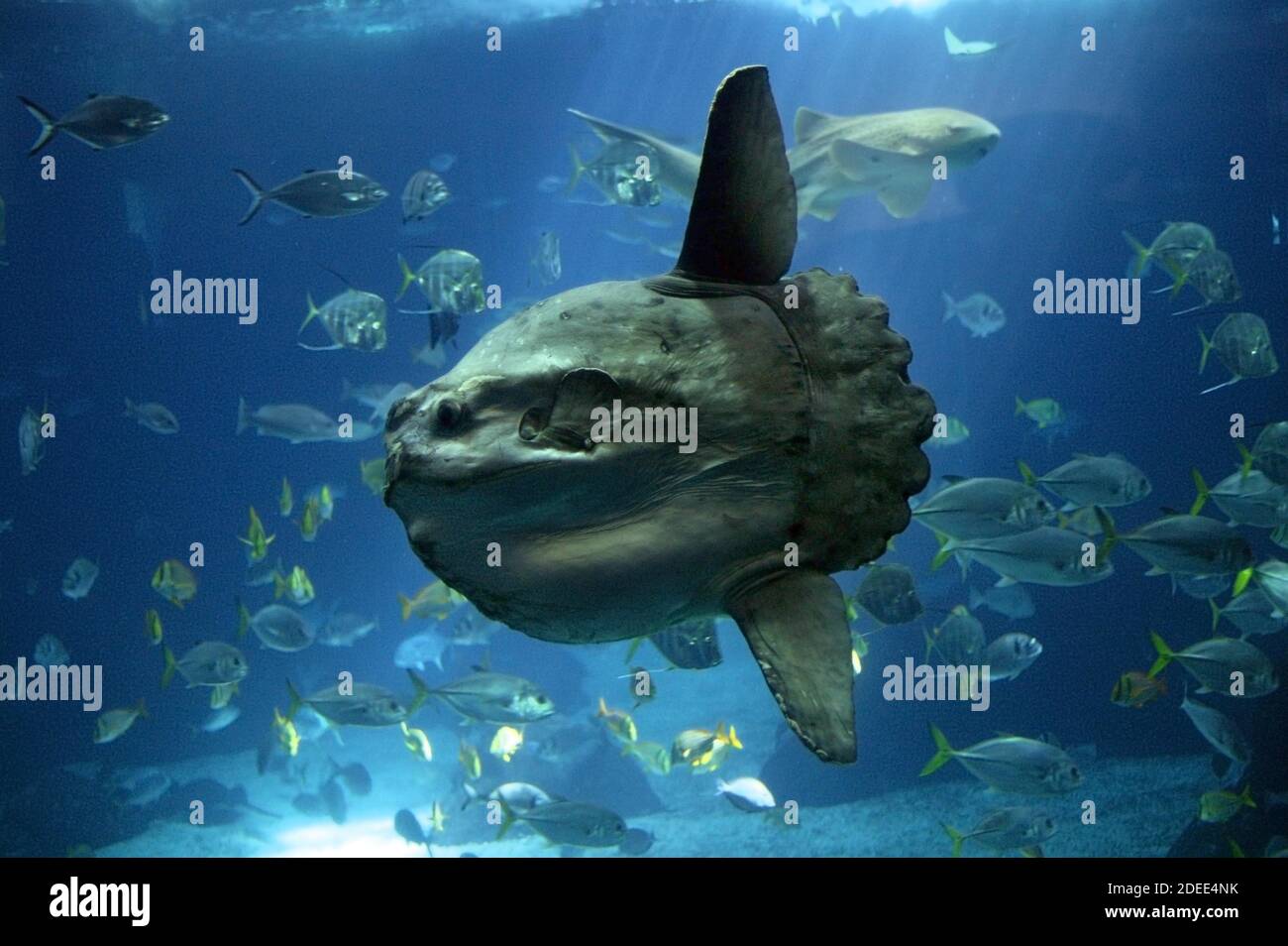 Sunfish, mola mola, Adult Stock Photo - Alamy