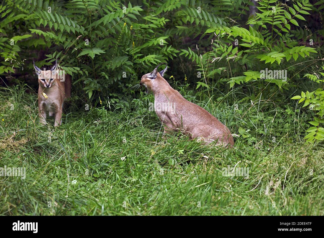 Caracal standing hi-res stock photography and images - Alamy