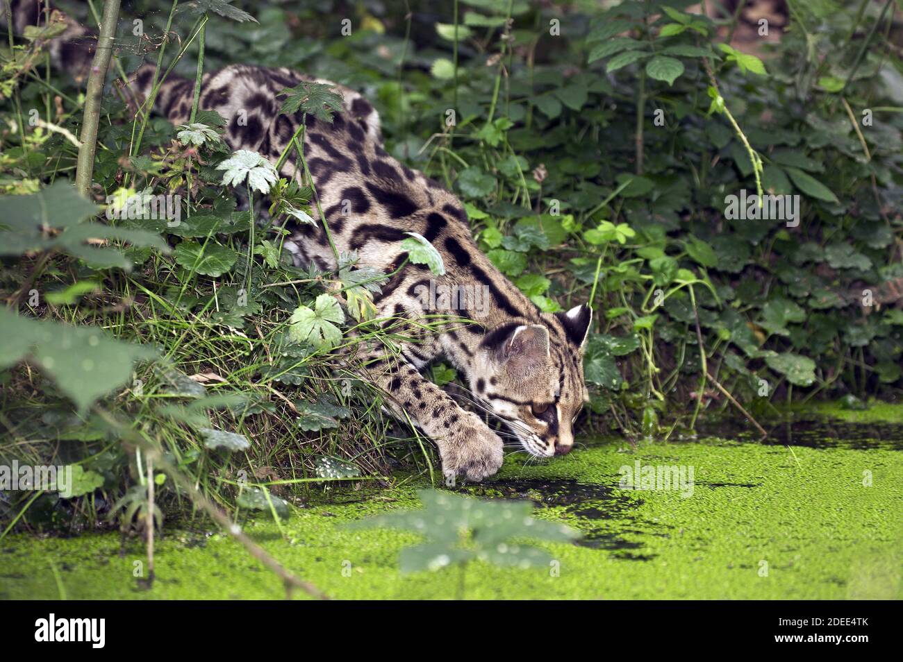 Margay Cat, leopardus wiedi, Adult hunting near Water Hole Stock Photo ...