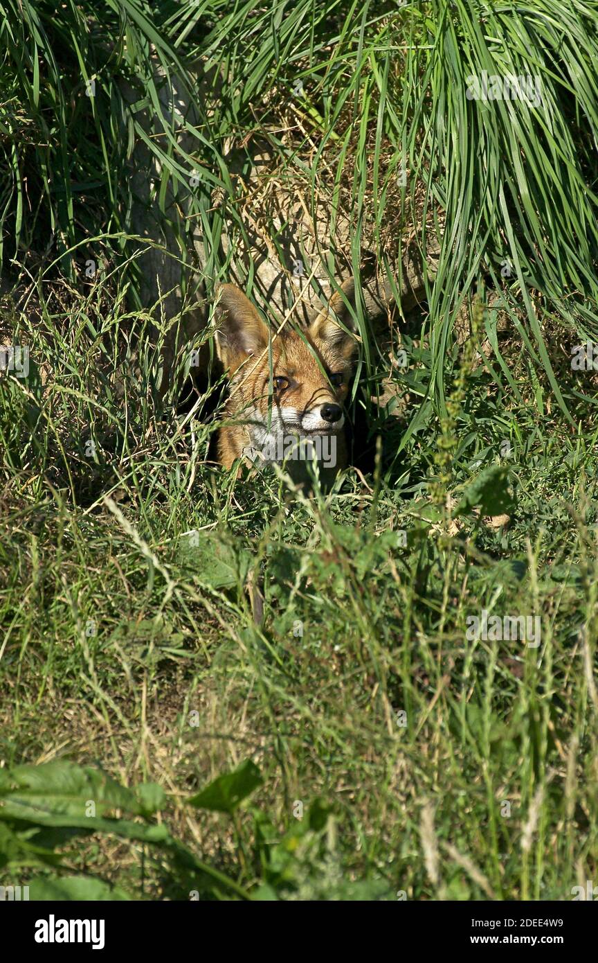 Red Fox, vulpes vulpes, Adult standing at Den entrance, Normandy Stock Photo - Alamy