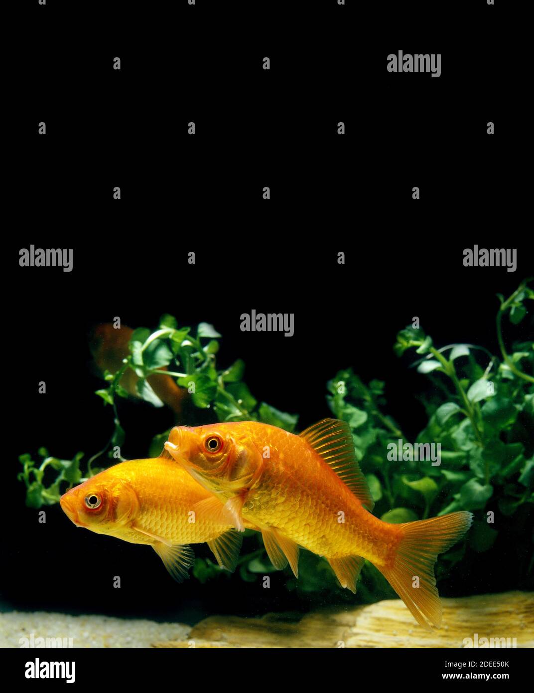 Goldfish, carassius auratus, Aquarium Fishes Stock Photo - Alamy