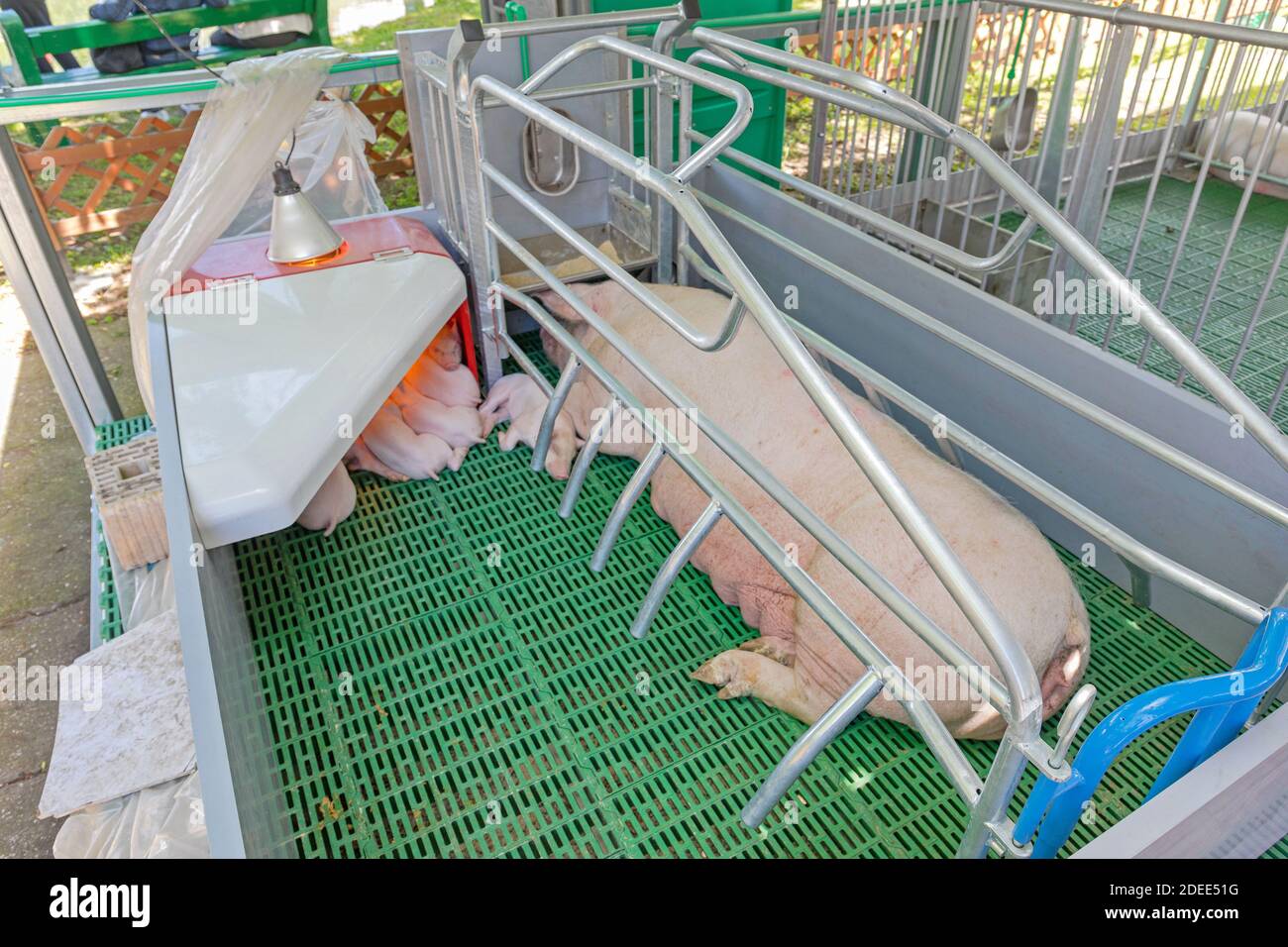 Big Sow With Piggles in Farrowing Parlor at Modern Farm Stock Photo - Alamy